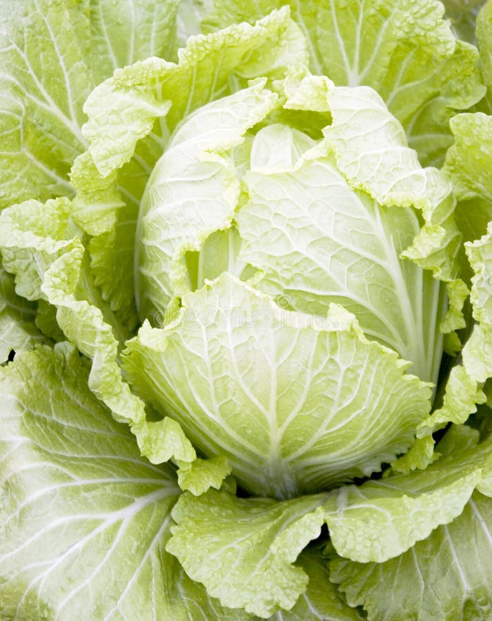 Chinese cabbage stock photo. Image of eatable, edible - 26125730