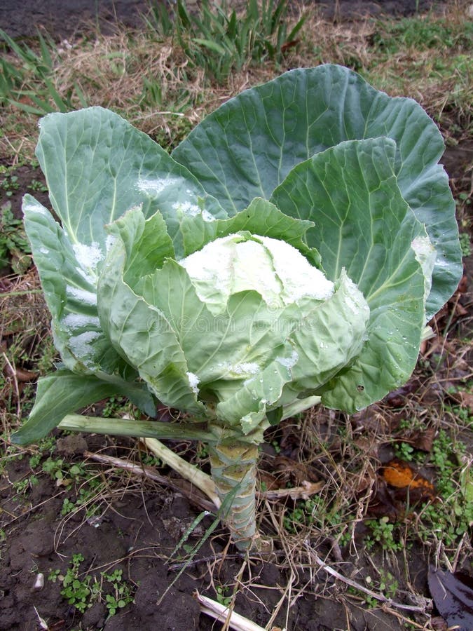 Cabbage stock photo. Image of rain, water, vitamin, fresh - 12918004
