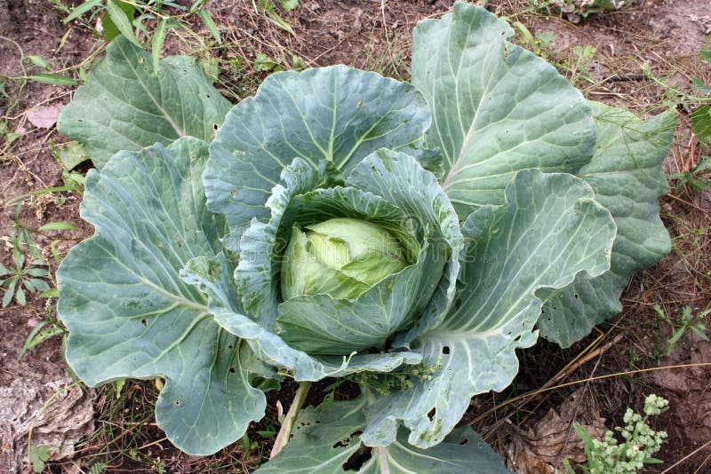 Cabbage stock photo. Image of salad, cole, juicy, juice - 15392450