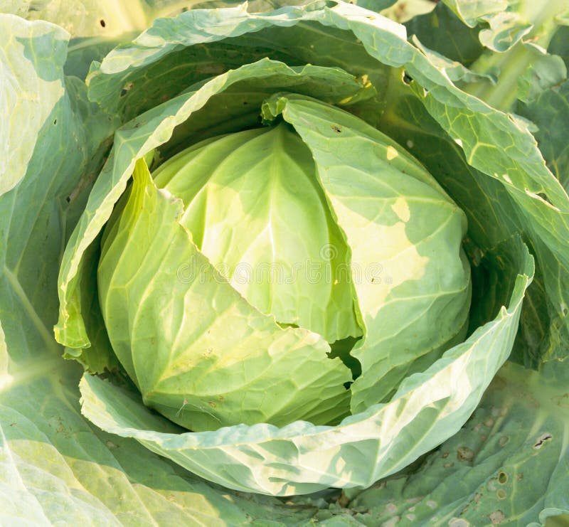 Fruiting cabbage head stock image. Image of nature, patch - 14496591