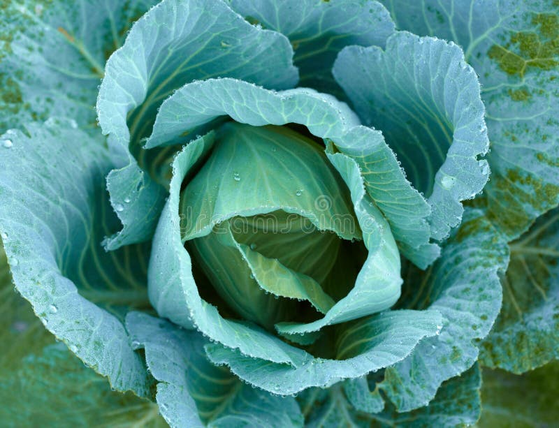 Cabbage Picture. Image: 15729756