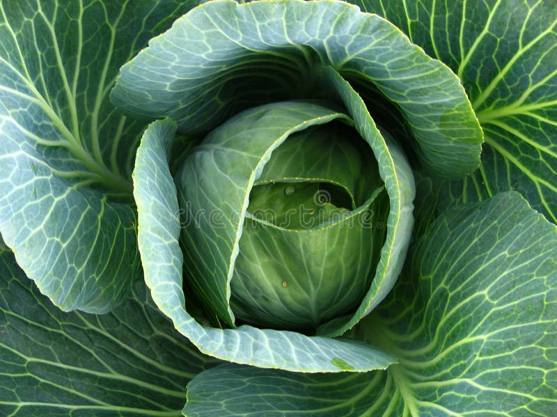 Cabbage stock photo. Image of garden, agriculture, nutrition - 1588026