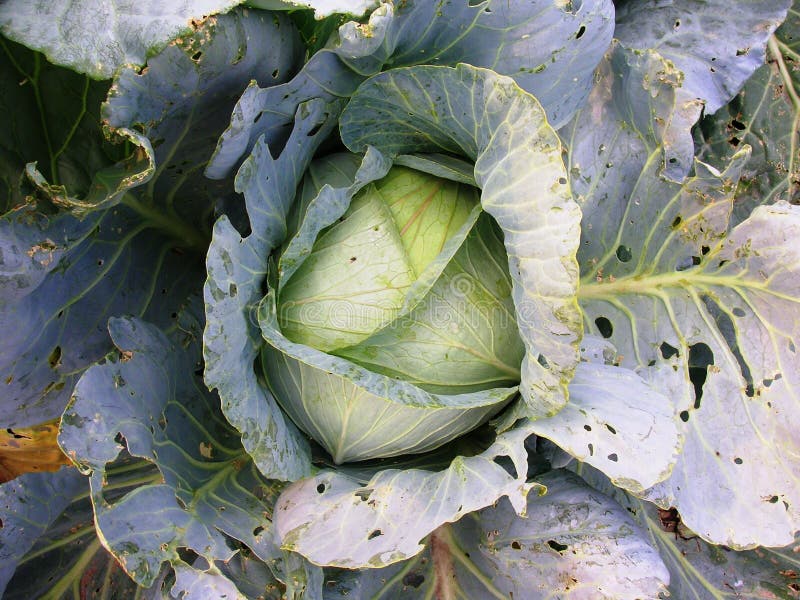 Cabbage stock photo. Image of life, vegetable, photograph - 15996974