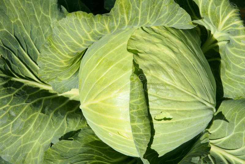 Cabbage stock photo. Image of round, vegetarian, green - 30188796