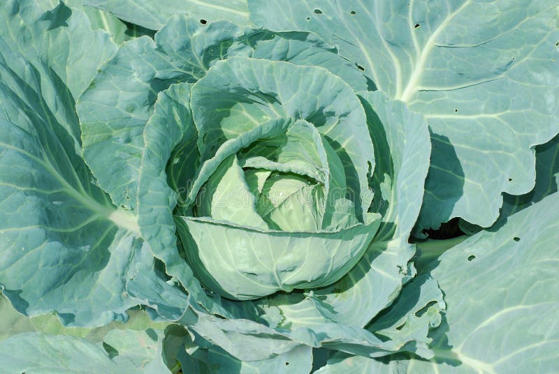 Cabbage stock photo. Image of cabbage, poland, farm, green - 2674010