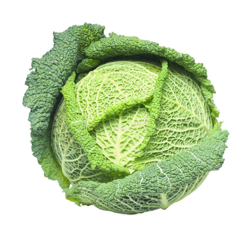 Cabbage stock photo. Image of white, leaves, vegetable - 28204404