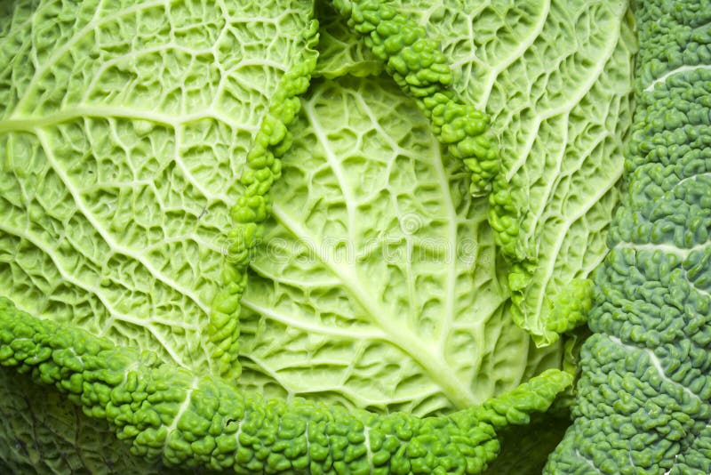 Cabbage leaf texture stock image. Image of backgrounds - 21068629