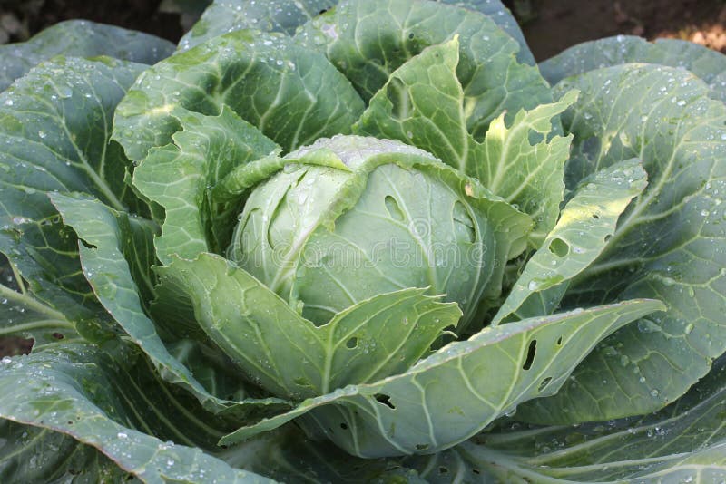 Cabbage plant stock photo. Image of grow, cultivate, herb - 38899416
