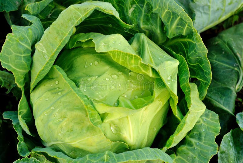 Cabbage stock photo. Image of organic, healthy, cabbage - 2010282