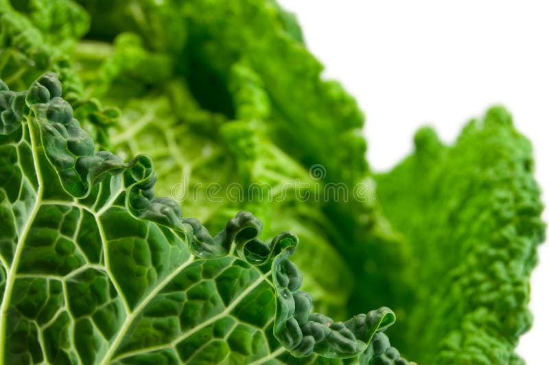 Cabbage stock photo. Image of cole, flora, head, yield - 23969096