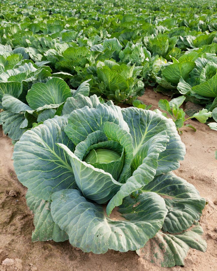 Rows of cabbage on a field stock image. Image of herbs - 28990999