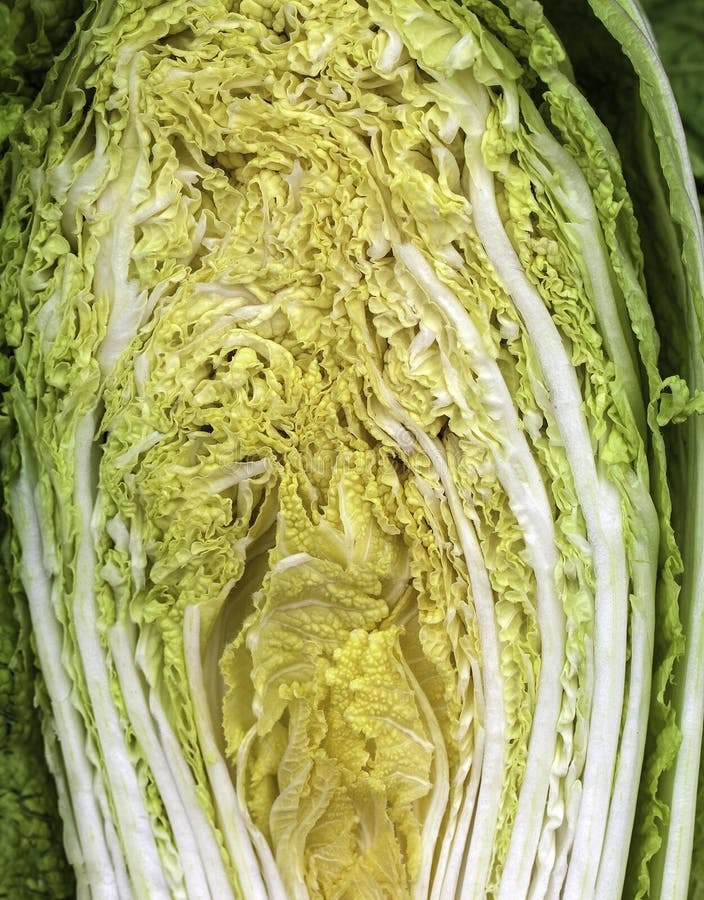 Cabbage stock photo. Image of nutrition, agriculture - 26505412