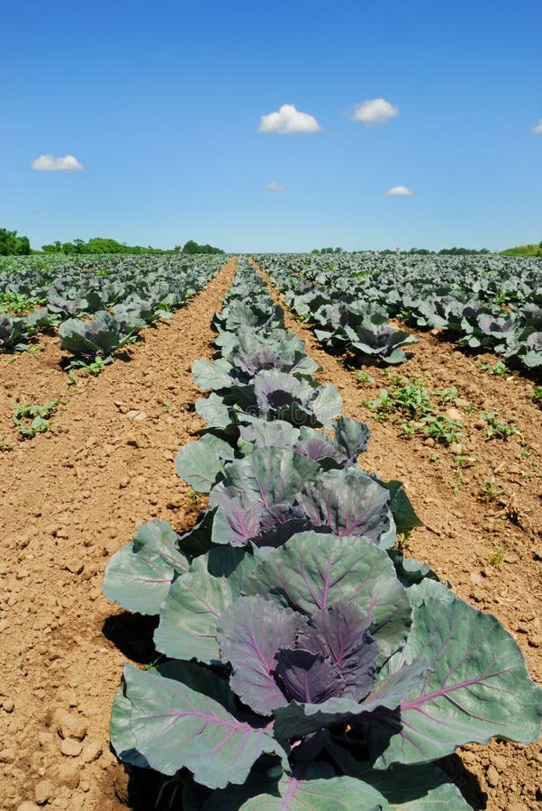 Old pen stock photo. Image of media, writing, parchment - 1955788