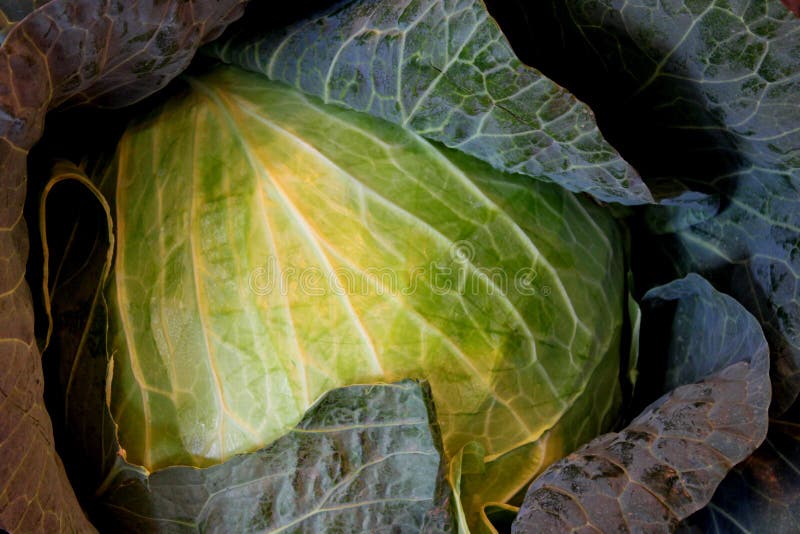 Green Cabbage Core Purple Vegetable Garden Stock Photos - Free ...