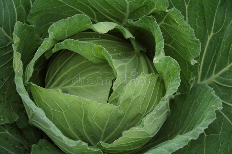 Cabbage Picture. Image: 3648138