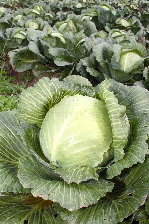 Petra in Jordan stock photo. Image of cities, architecture - 4304656