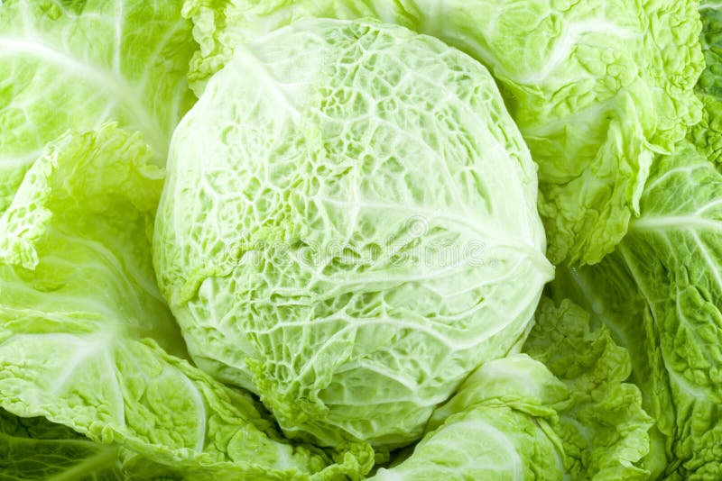 Cabbage stock image. Image of vegetables, eatable, cabbage - 25845889