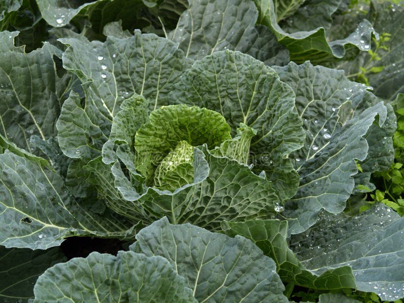 Cabbage stock image. Image of drop, vegetarian, drops, natural - 604007
