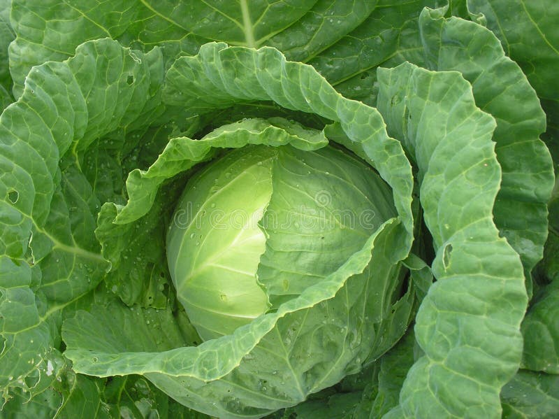 Cabbage stock photo. Image of organic, healthy, cabbage - 2010282