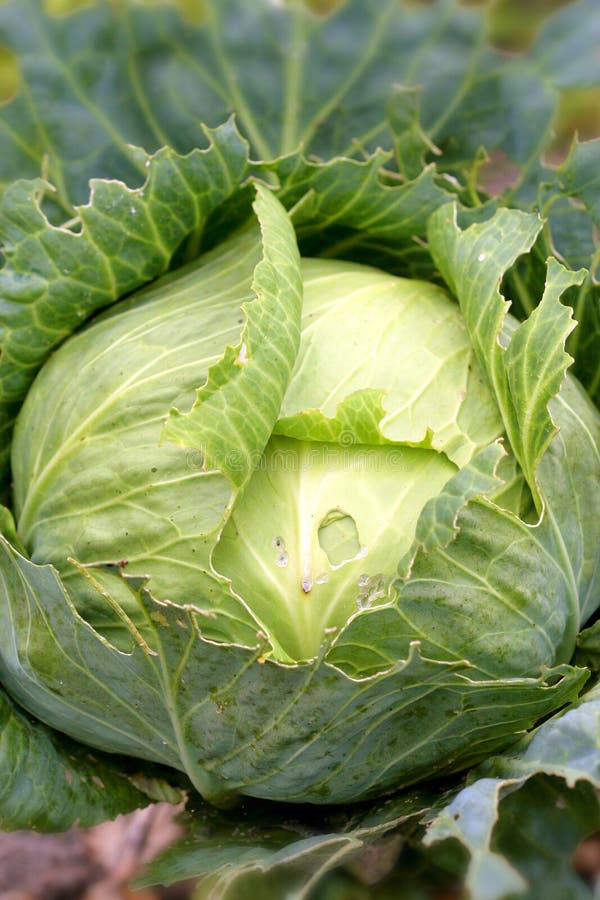 Cabbage Patch with Trees in Background Stock Image - Image of rural ...