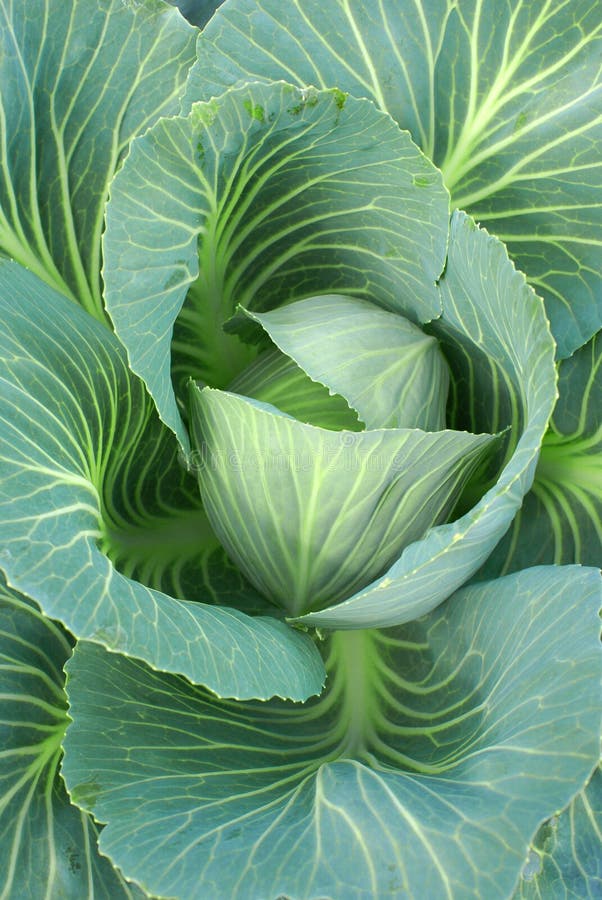 Cabbage stock image. Image of kitchen, agriculture, nutrition - 6757563