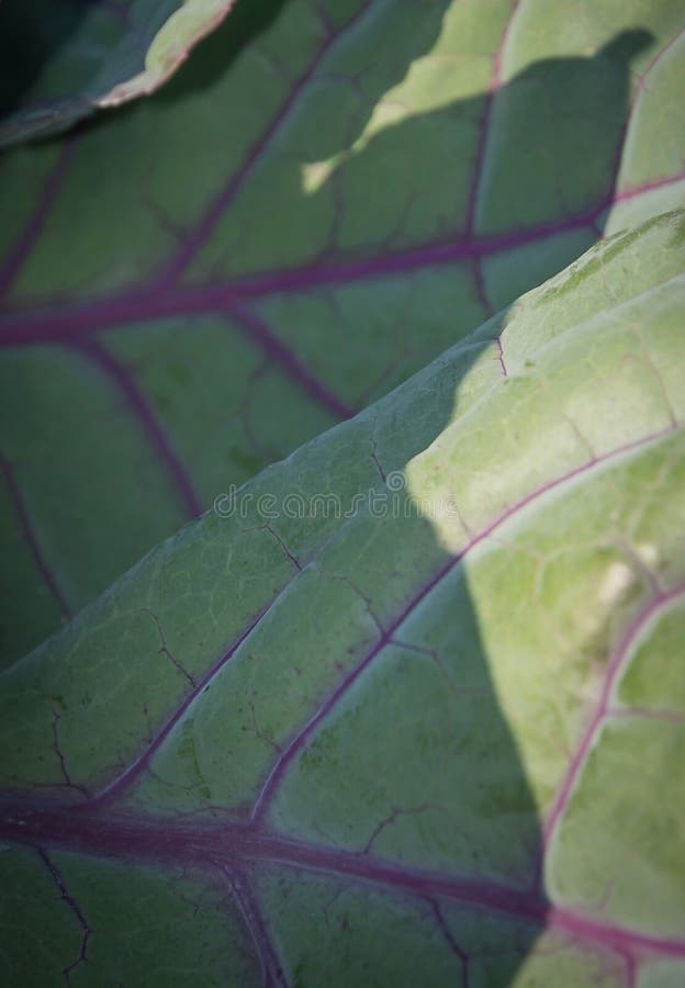 Cabbage abstract texture stock image. Image of outdoors - 44733147