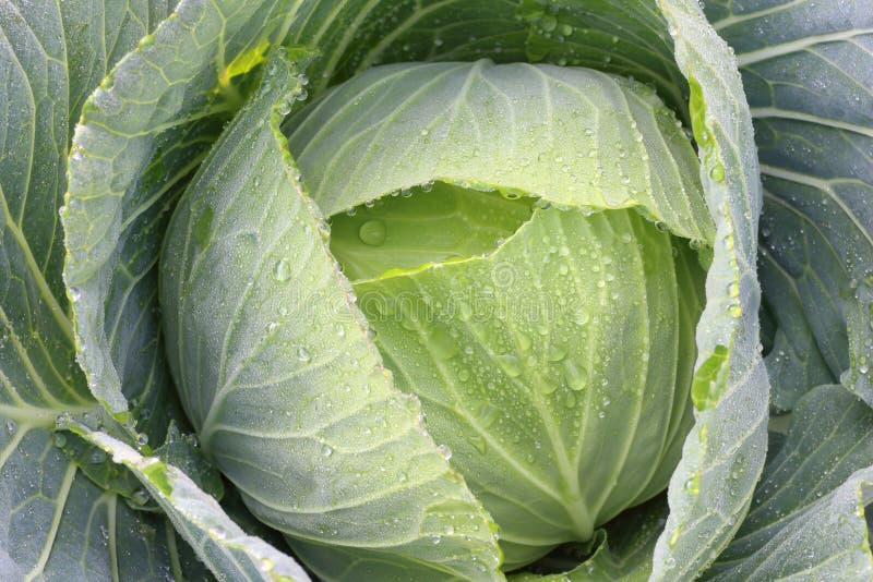 Cabbage is an Agricultural Crop, Organic Vegetables Stock Image - Image ...