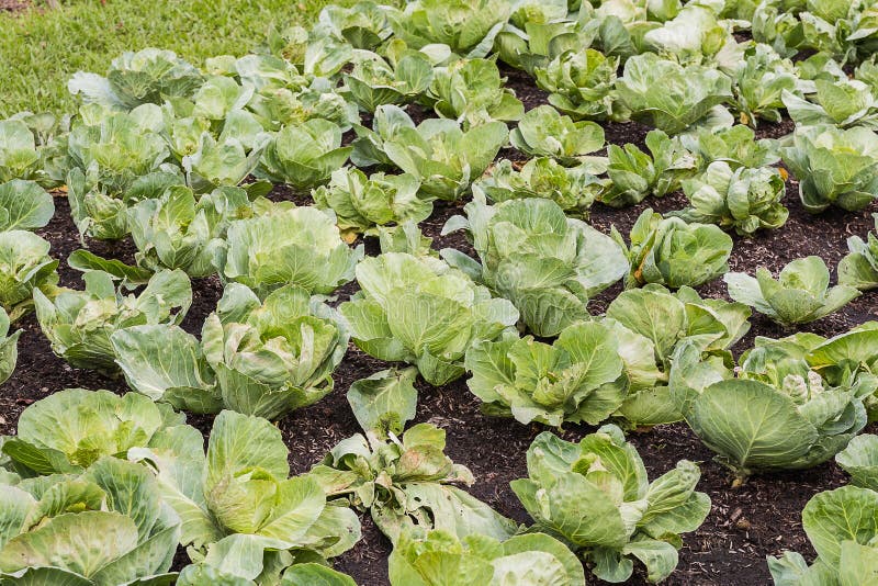Cabbage in Agricultural stock image. Image of fruit, nature - 92627627