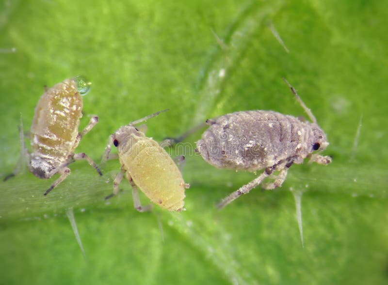 Cabbage Aphid, Brevicoryne Brassicae Stock Image - Image of hemipteran ...
