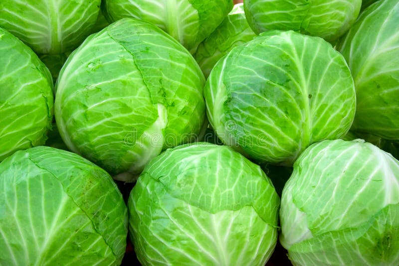 Cabbages stock image. Image of cabbage, vegetable, produce - 29864455