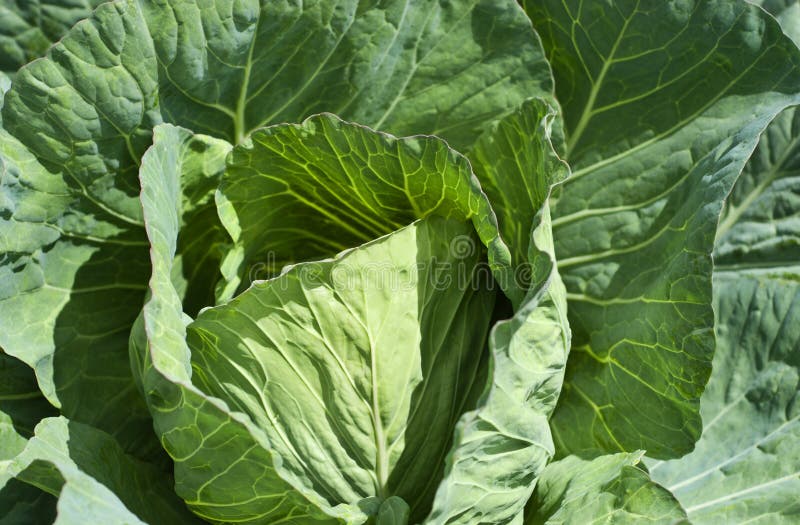 Cabbage plant stock photo. Image of grow, cultivate, herb - 38899416