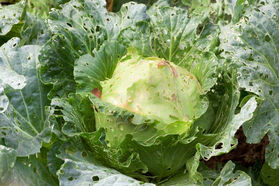 Cabbage - bad treatment stock photo. Image of farm, polish - 20970120