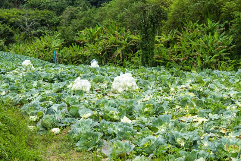 Cabbage Bag Fresh from the Farm. Stock Image - Image of diet, head ...