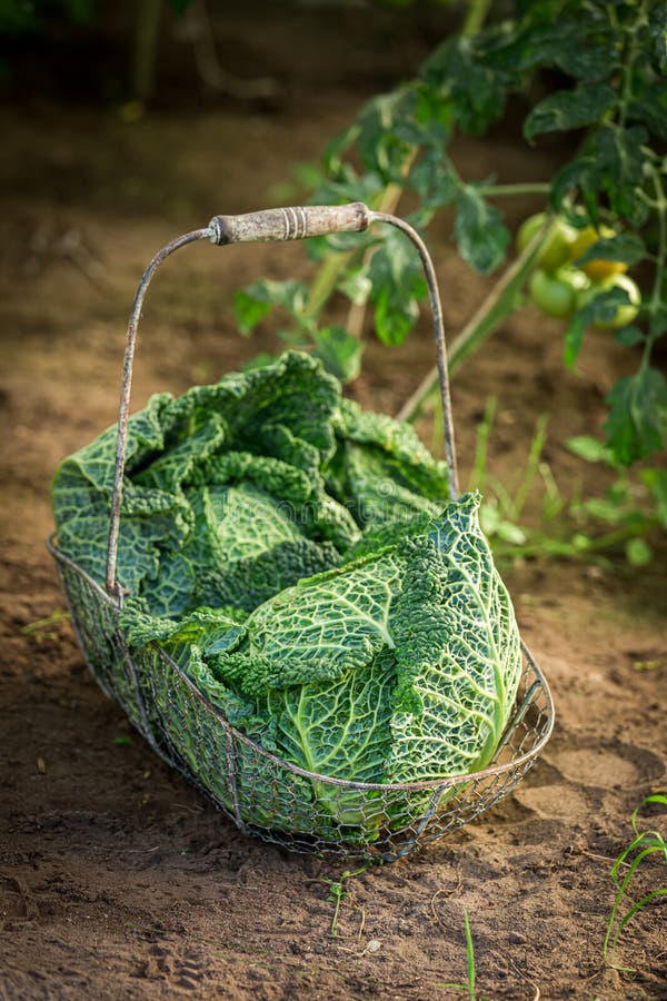 Cabbage in Basket on Soil. Rustic Garden in Summer Afternoon Stock ...