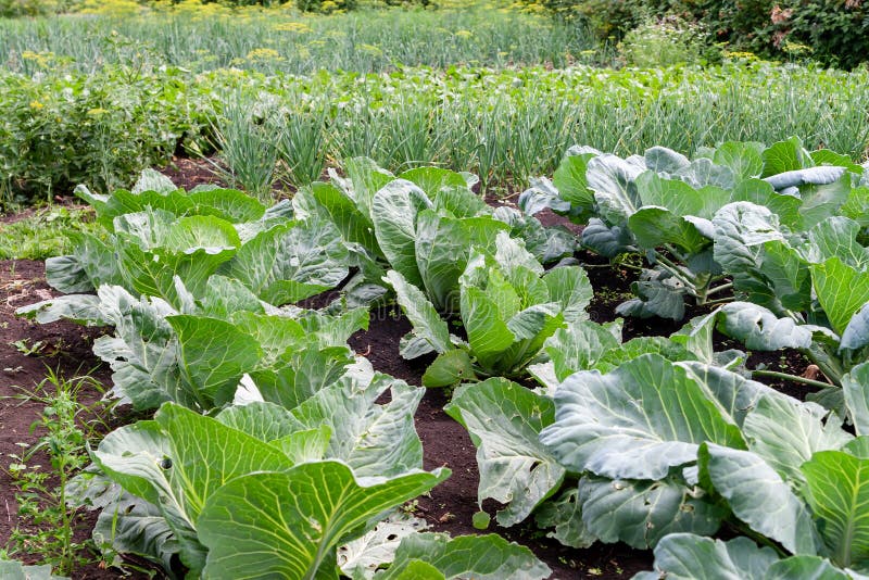 Cabbage Growth On Kitchen Garden Beds. Stock Image - Image of growth ...
