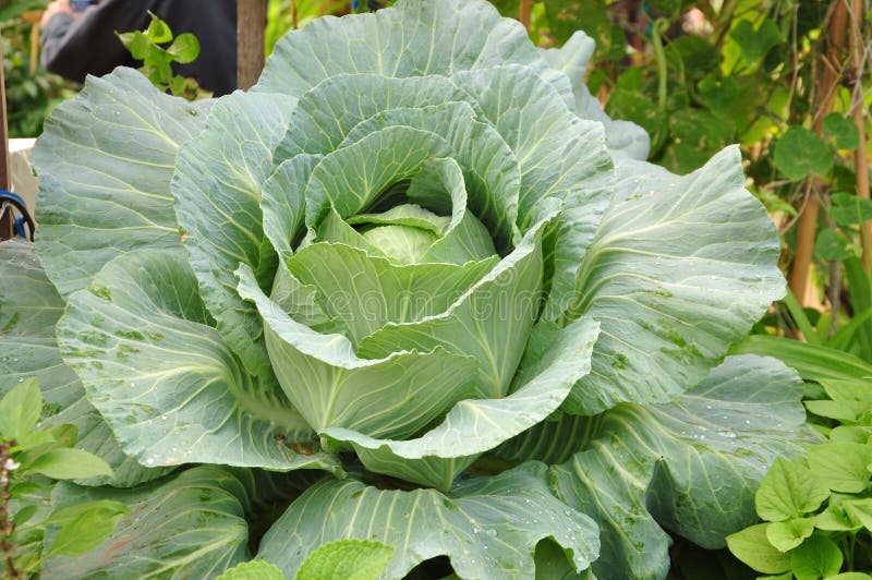 Cabbage stock image. Image of agriculture, garden, ripe - 62385903