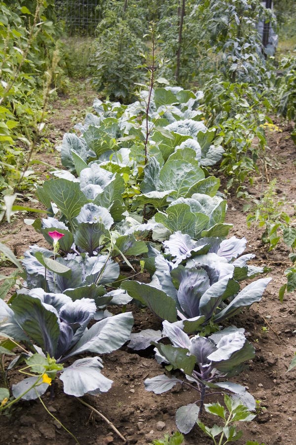 Cabbage stock photo. Image of ingredient, diet, plant - 32798654