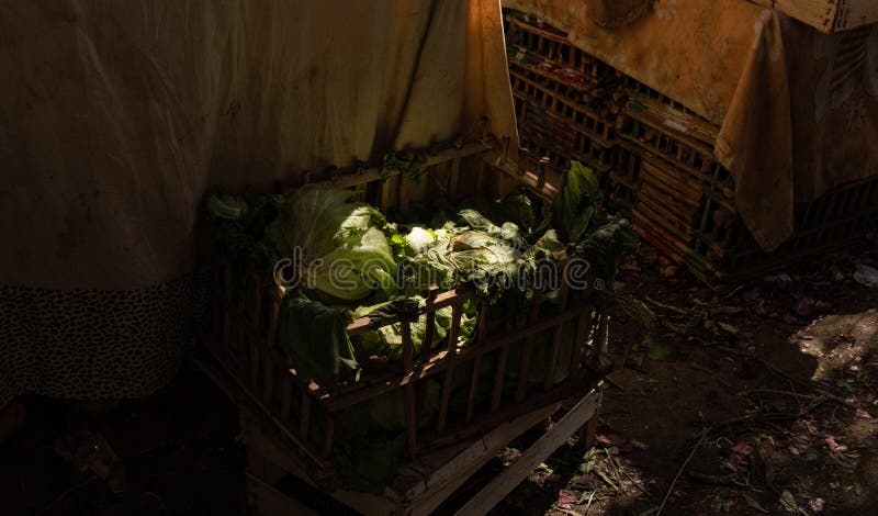 Cabbage in a box stock photo. Image of farm, cabbage - 243568476