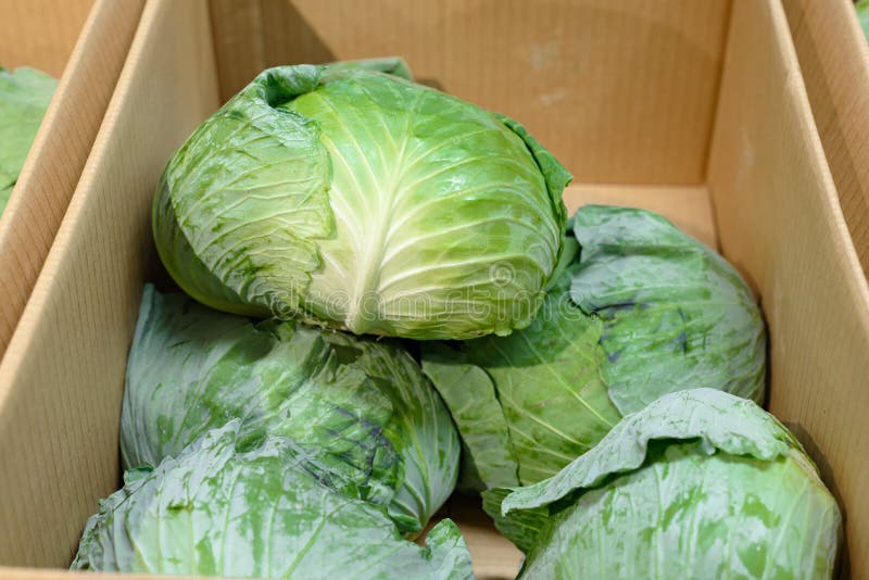 Cabbage in a box stock image. Image of closeup, salad - 172342913