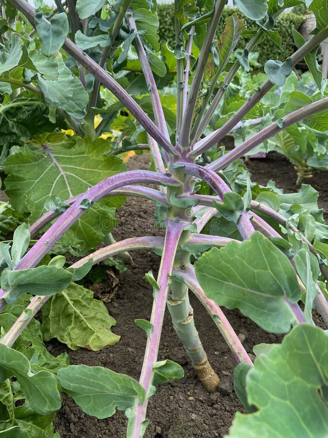 Cabbage - Vegetable patch stock image. Image of growing - 228959703