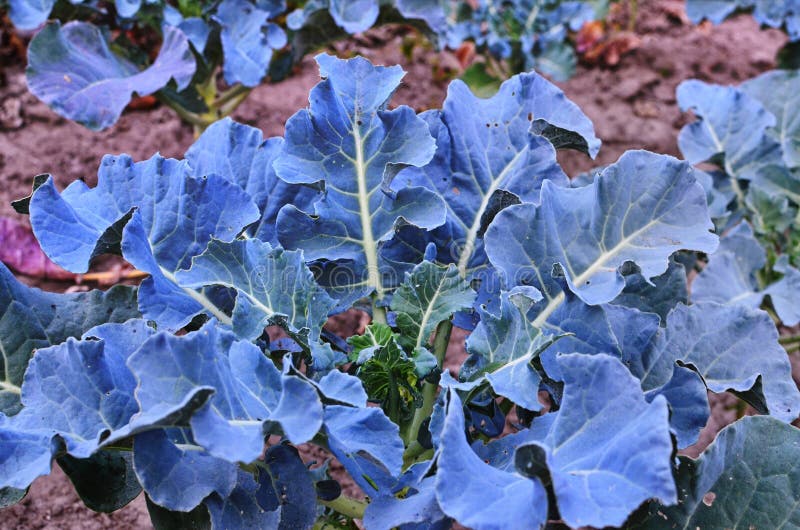 Cabbage - Brassica Oleracea L. Var. Capitata L Stock Image - Image of ...