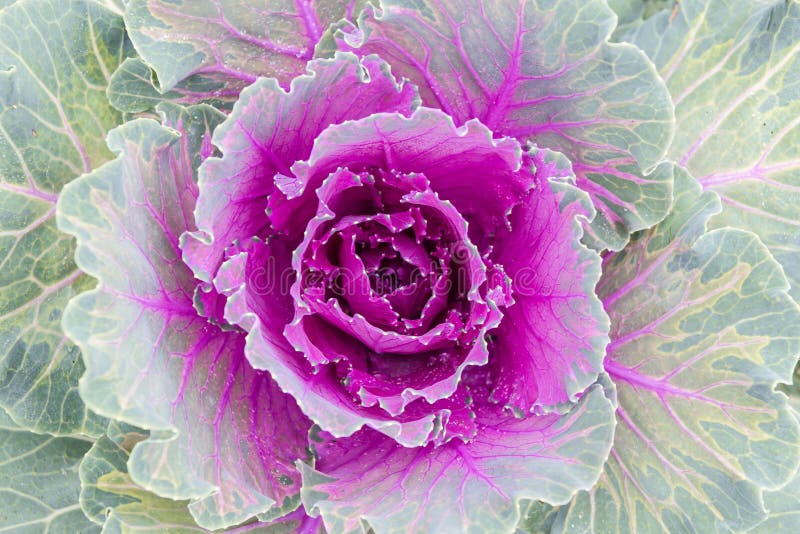 Cabbage (brassica Oleracea) Plant Leaves Stock Image - Image of ...