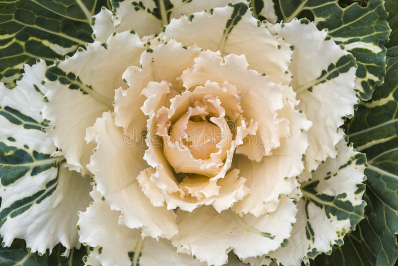 Cabbage (brassica Oleracea) Plant Leaves Stock Photo - Image of food ...
