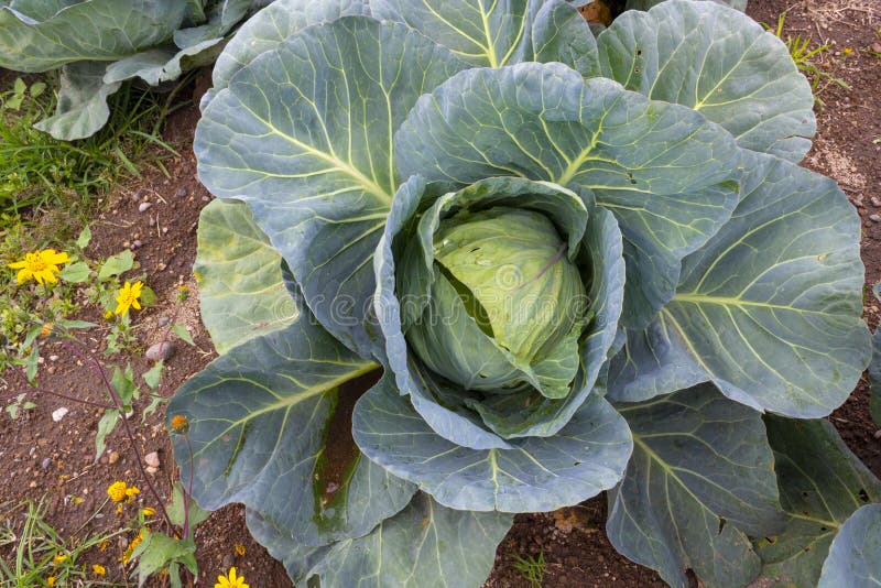 Cabbage & X28;Brassica Oleracea& X29; in Vegetable Garden Stock Image ...