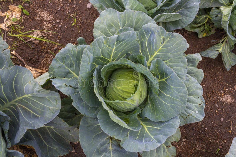 Cabbage & X28;Brassica Oleracea& X29; in Vegetable Garden Stock Image ...