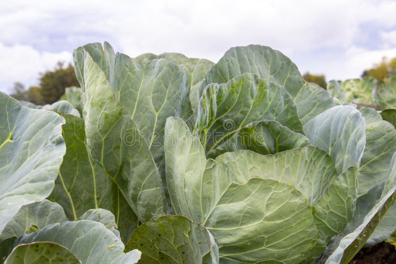 Cabbage & X28;Brassica Oleracea& X29; in Vegetable Garden Stock Photo ...
