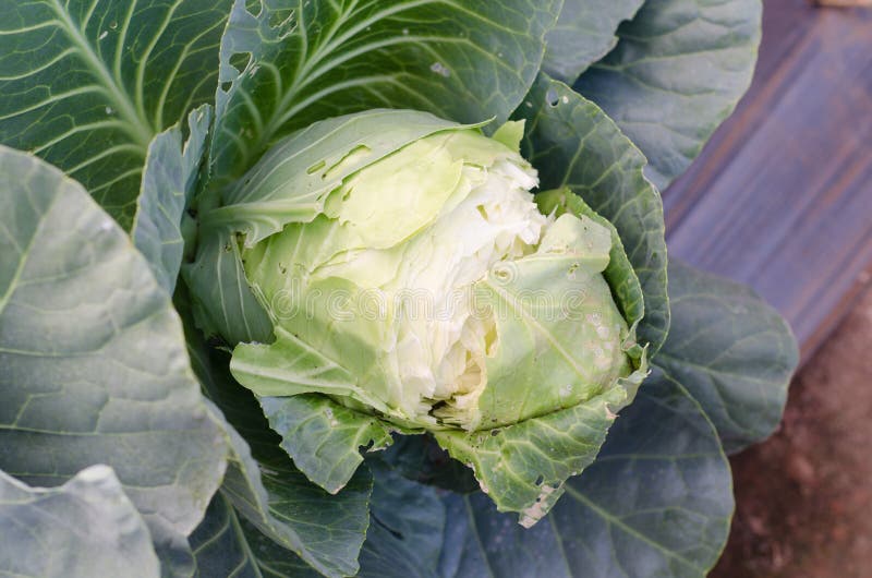 Cabbage broken stock image. Image of cabbage, natural - 48050307