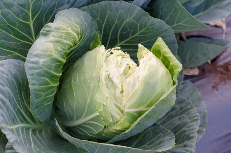 Cabbage broken stock image. Image of healthy, nature - 48050319