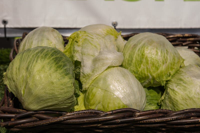 Cabbage stock photo. Image of basket, nature, cabbage - 54631658