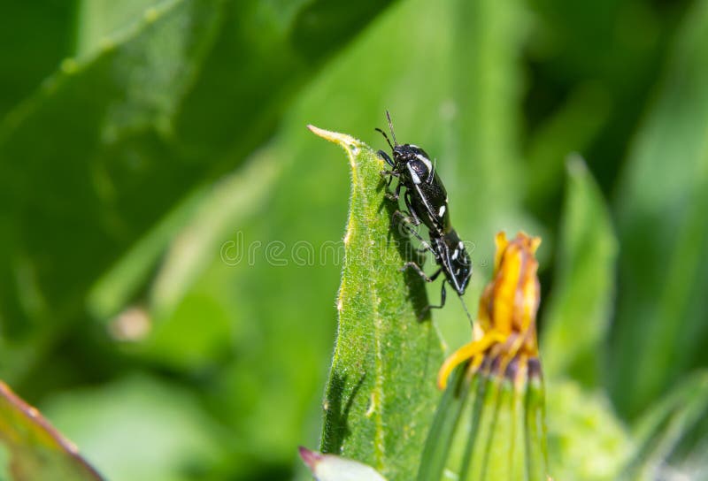 Cabbage Bug, Brassica Shieldbug, Eurydema Oleracea, of the Family ...